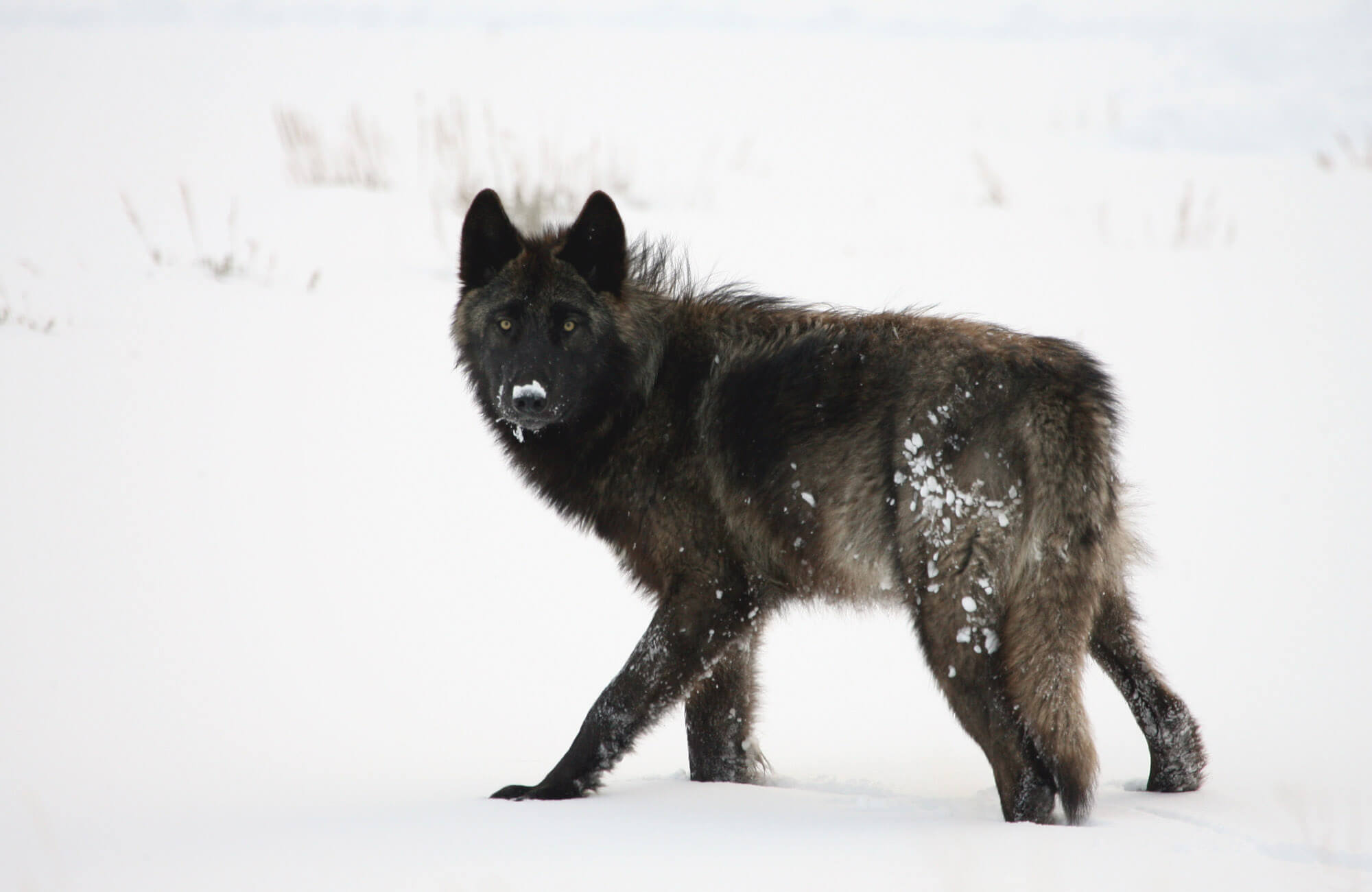 New Research: Wolves Take Kills From Mountain Lions | RMEF Media ...