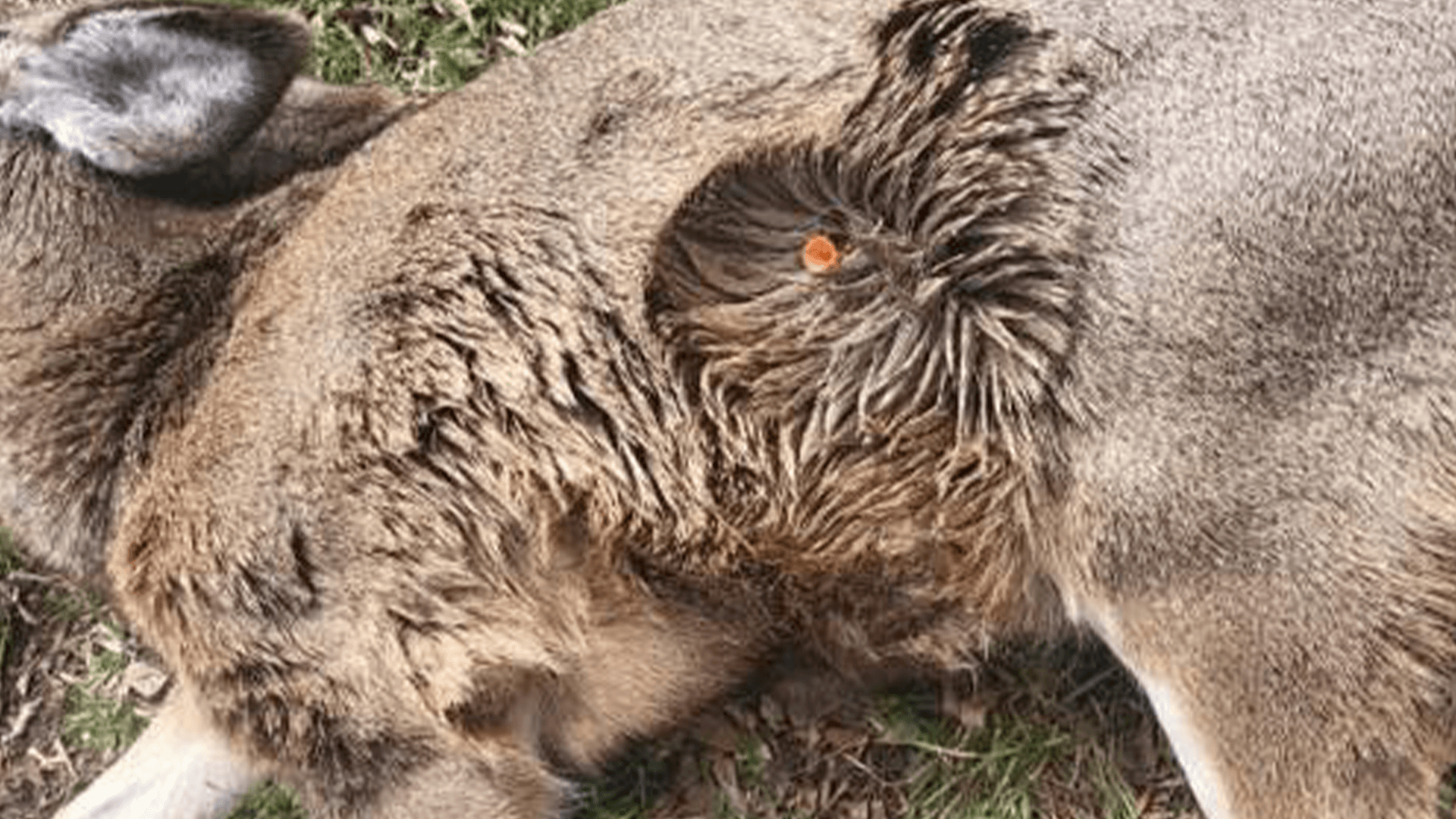 Montana FWP Seeks Info in Bizarre Blowdart Poaching Case | RMEF Media ...