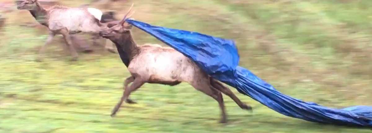 It’s a Bird, It’s a Plane…It’s an Elk | Rocky Mountain Elk Foundation