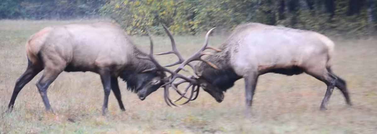 20 Minute Bull Elk Fight | Rocky Mountain Elk Foundation