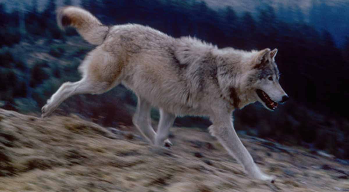 Silver Linings in Great Lakes Wolf Ruling | Rocky Mountain Elk Foundation