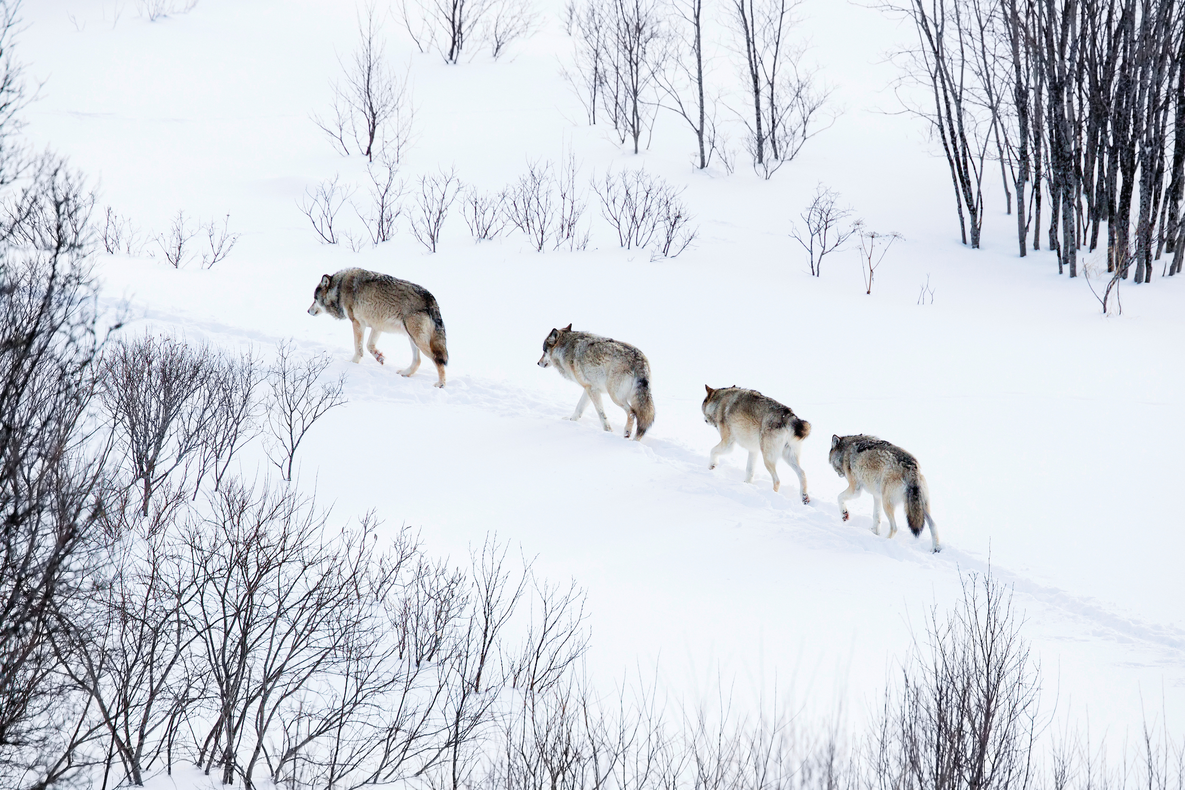 Wolf Delisting Public Hearing Set for June 25 in Minnesota | Rocky ...