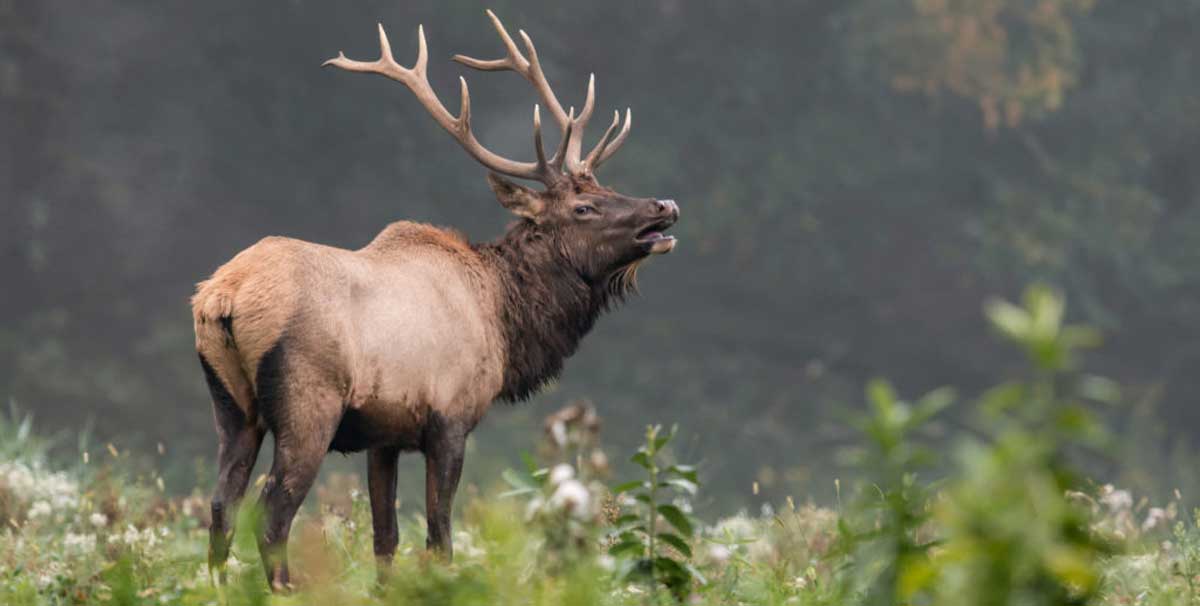 Virginia Elk Poaching Hurts Small Herd | Rocky Mountain Elk Foundation