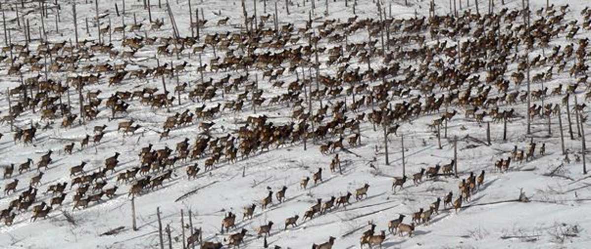 South Dakota Offers Winter Depredation Hunts | Rocky Mountain Elk ...