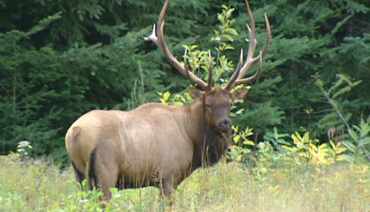 BC Conservation Officers Seek Info in Elk Poaching | Rocky Mountain Elk ...