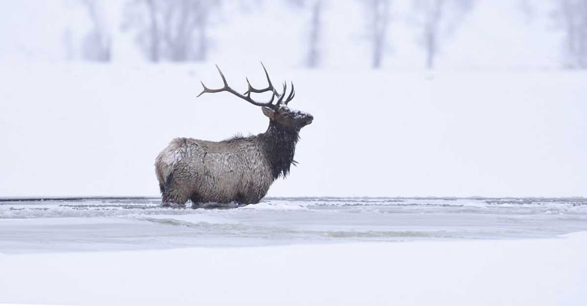 Wildlife Coping with Harsh Winter Conditions | Rocky Mountain Elk ...