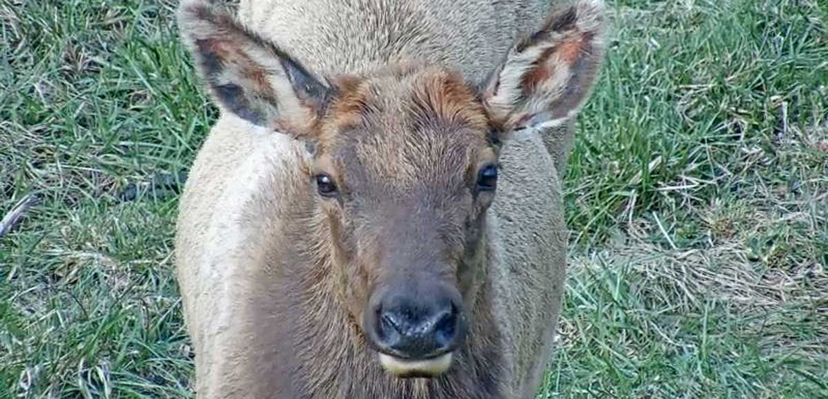 Updated - Camera LIVE! - Watch Tennessee Elk on New ELK CAM | Rocky ...