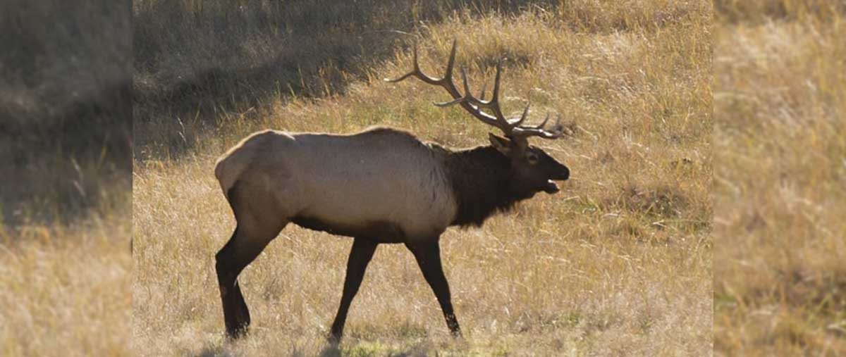 Nebraska to Offer 350 Elk Permits in 2018 | Rocky Mountain Elk Foundation