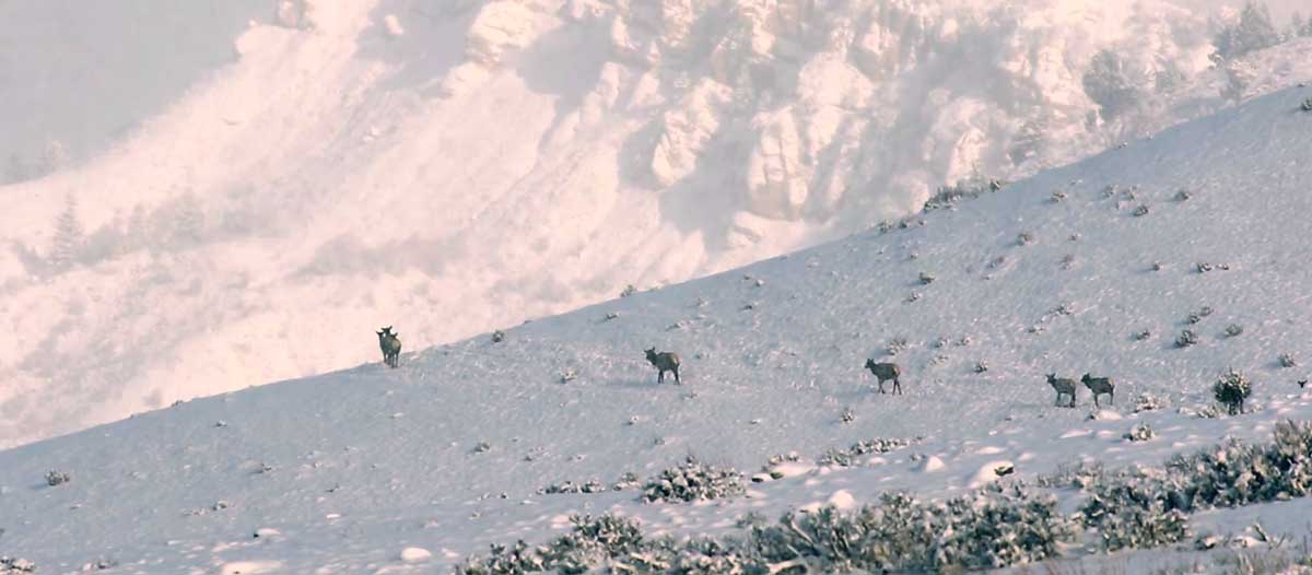 Elk Migration Underway in Wyoming | Rocky Mountain Elk Foundation