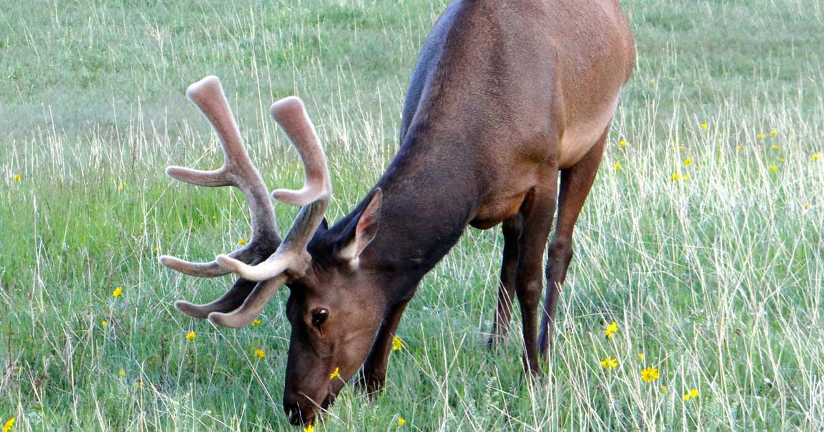 Why do elk eat vomit? | Rocky Mountain Elk Foundation