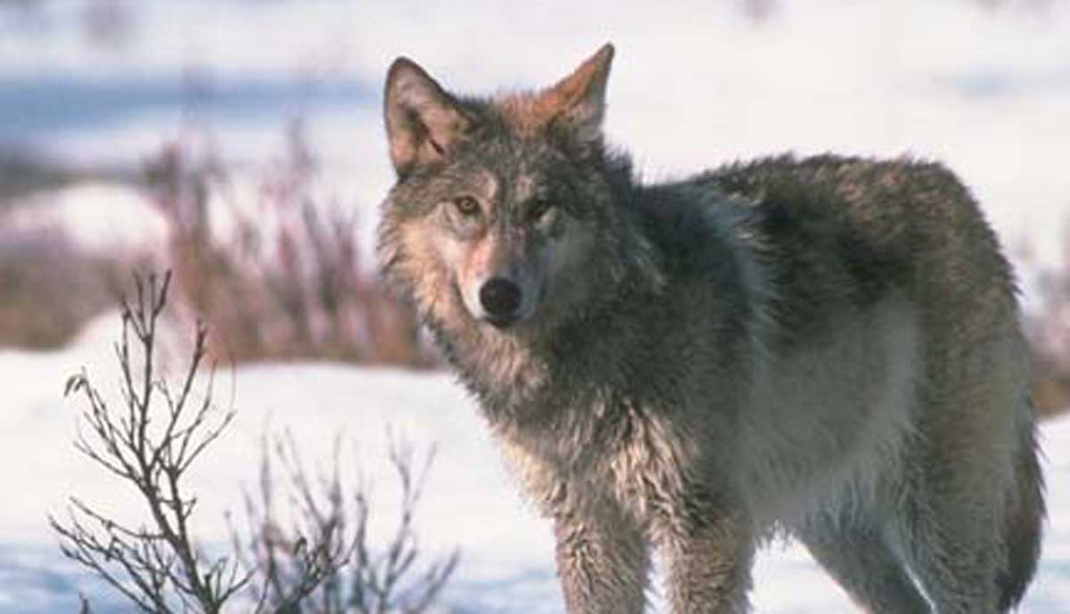 Great Lakes Wolf Population May Soon Be Delisted | Rocky Mountain Elk ...