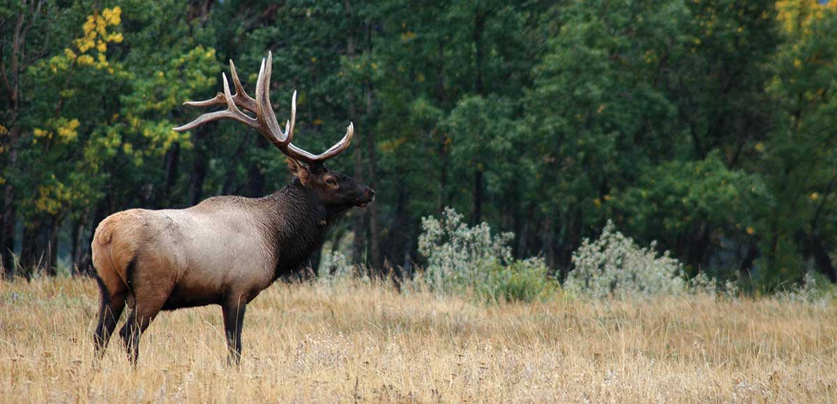 Why do elk have tails? | Rocky Mountain Elk Foundation