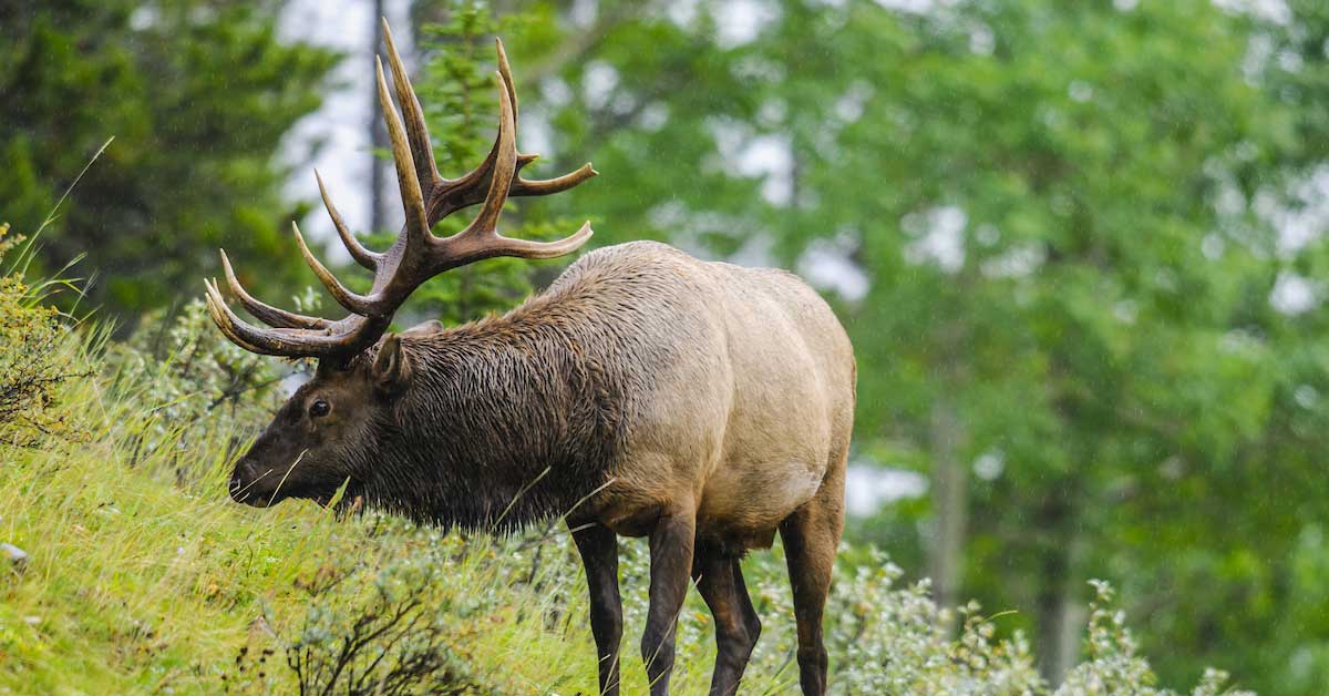Elk Population Falling in British Columbia | Rocky Mountain Elk Foundation