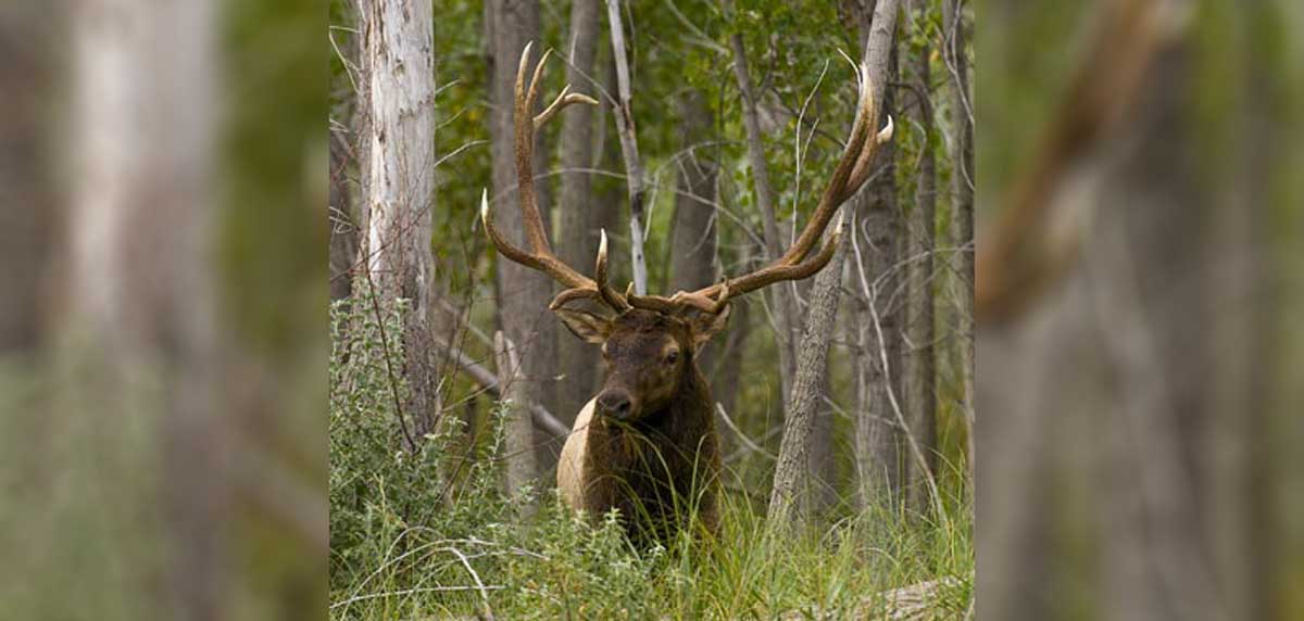 Nebraska Hunters Asked to Help Test with CWD Testing | Rocky Mountain ...