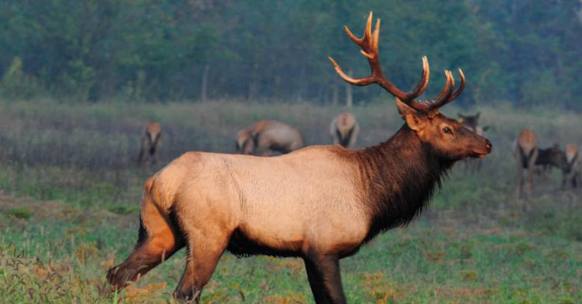 CWD Found 25 Miles from Missouri Elk Herd | Rocky Mountain Elk Foundation