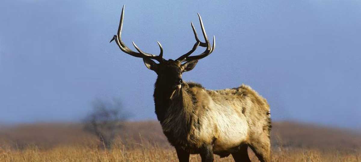 Kansas Eyes 2019-20 Elk, Deer, Antelope Season Dates | Rocky Mountain ...