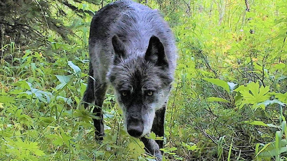 Wyoming Releases 2018 Wolf Count | Rocky Mountain Elk Foundation