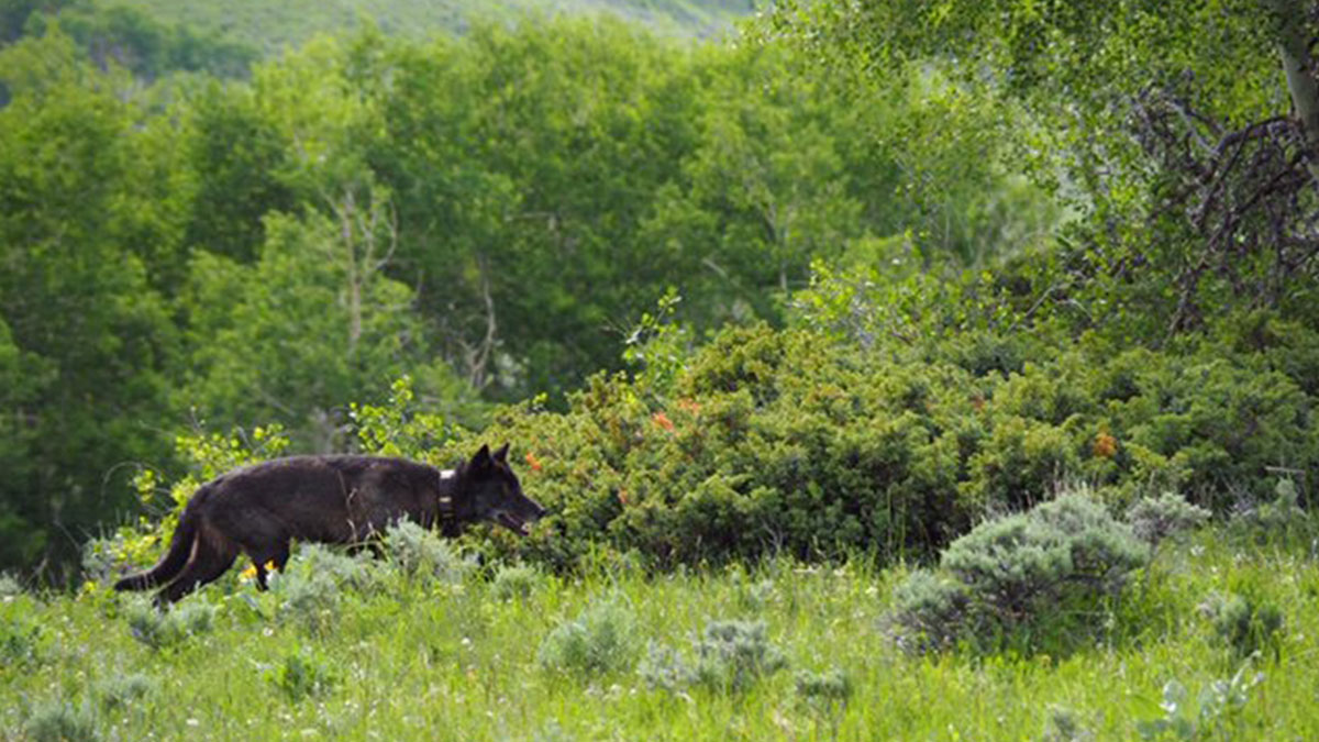 Update: Wolf Spotted in Colorado | Rocky Mountain Elk Foundation