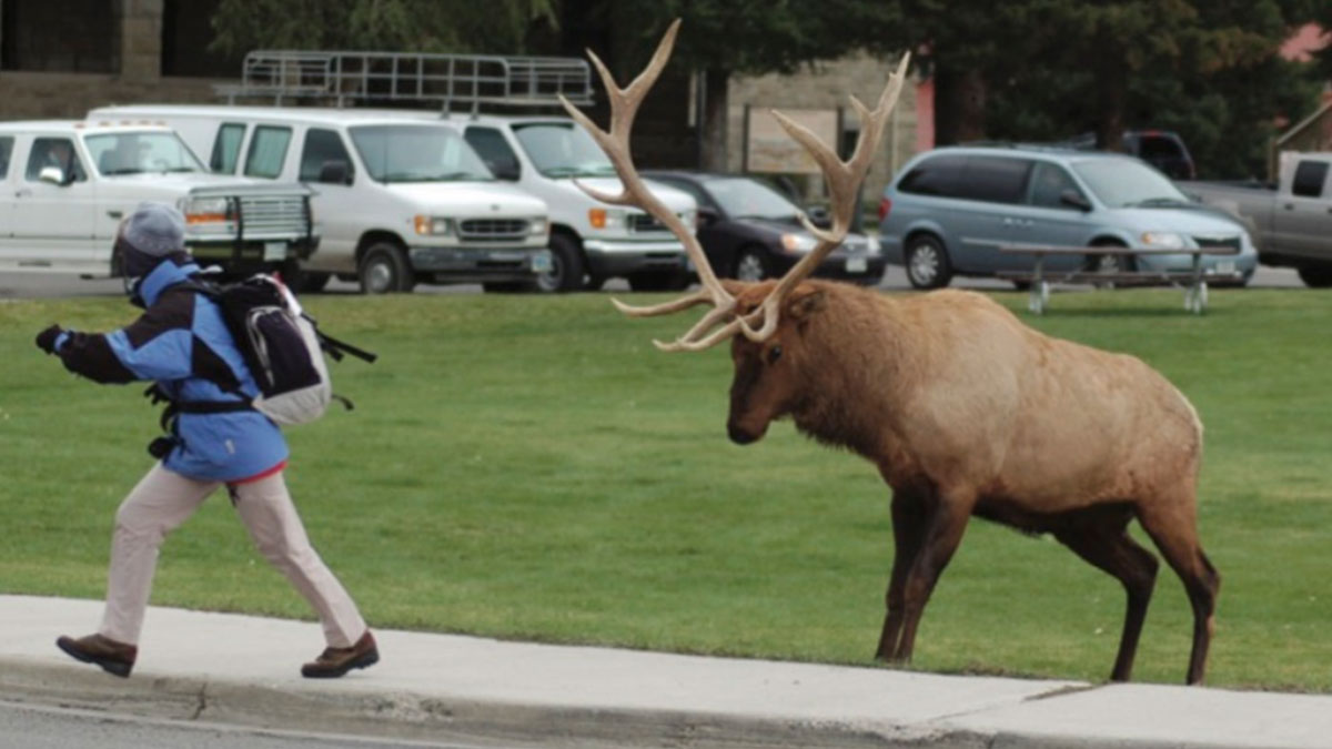 Warning Issued about Aggressive Elk | Rocky Mountain Elk Foundation