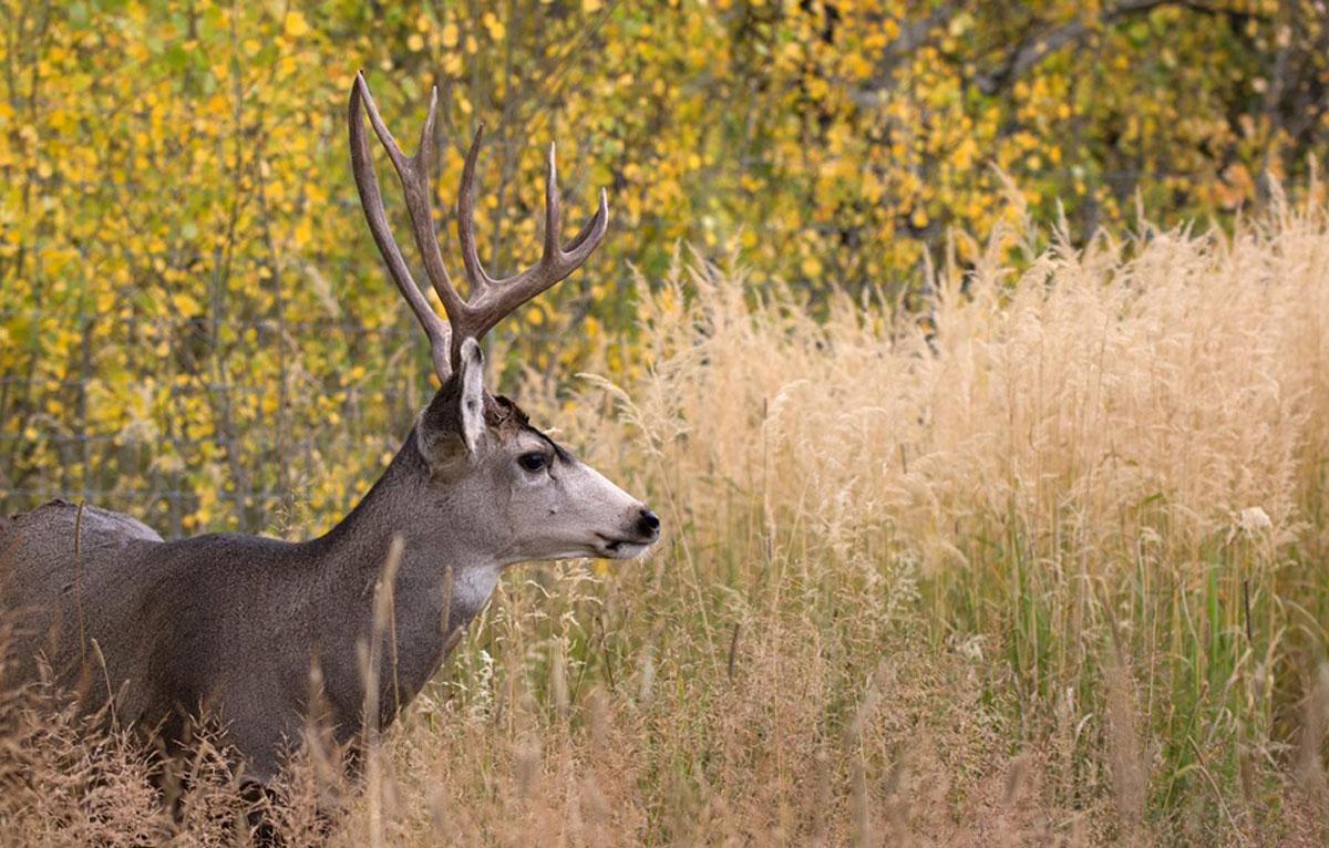 Montana FWP to Pay for CWD Testing Statewide | Rocky Mountain Elk ...