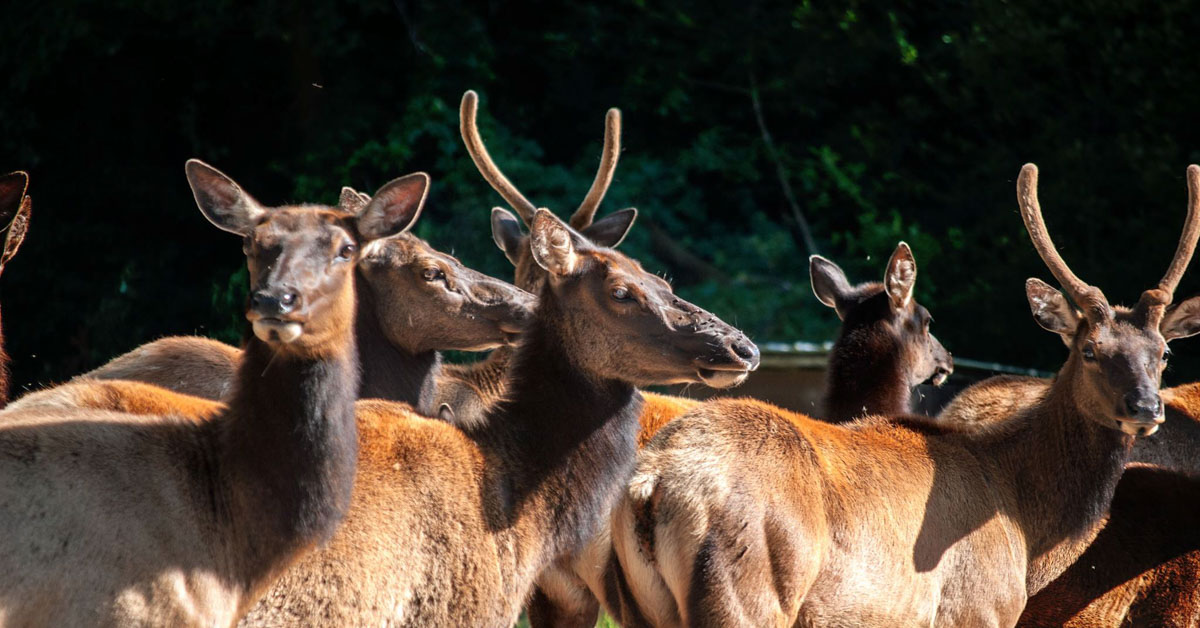 Researchers Seeks Info about Elk in Northern California | Rocky ...