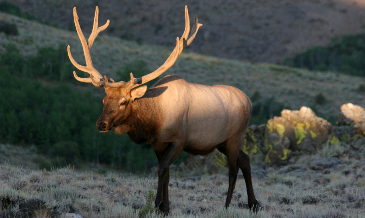 Elk Hunter Found Dead in Idaho | Rocky Mountain Elk Foundation