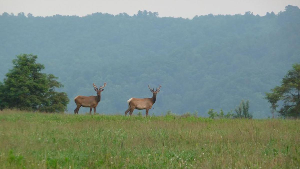 Virginia Mulls Future Managed Elk Hunt | Rocky Mountain Elk Foundation