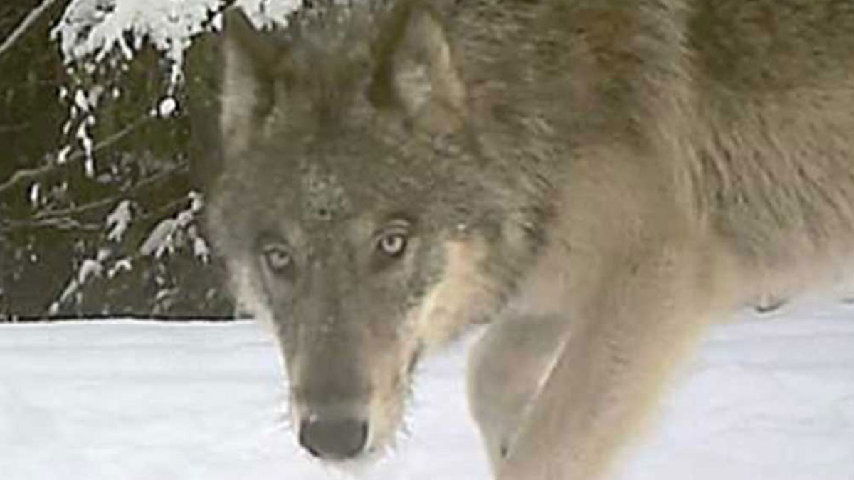 Washington Wolf Population Largest on Recent Record | Rocky Mountain ...
