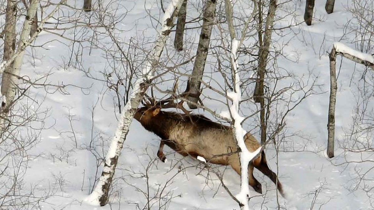 Minnesota Considers Elk Restoration | Rocky Mountain Elk Foundation
