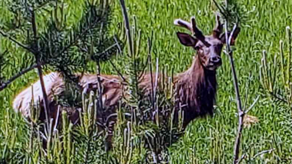 Meandering Elk Draws Attention in Michigan | Rocky Mountain Elk Foundation