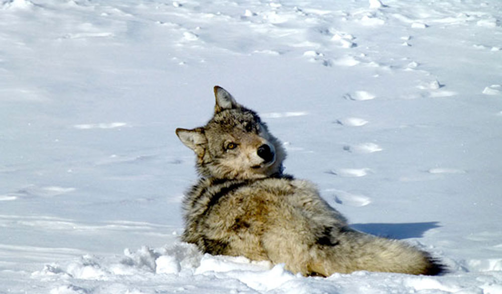 Wolf Conflicts Increasing in Wisconsin | Rocky Mountain Elk Foundation