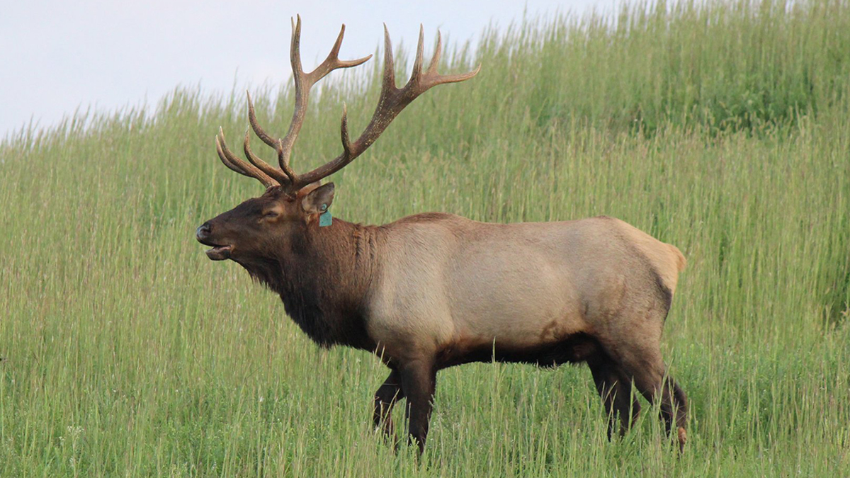 Elk Thriving in Virginia | Rocky Mountain Elk Foundation