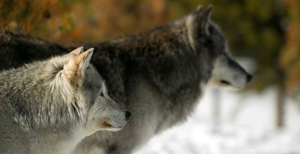 Wisconsin Wolf Population 340 Percent above State Management Plan ...
