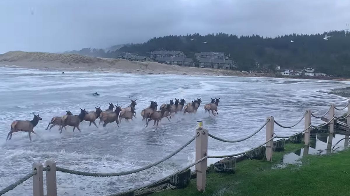 Elk Avoid High Tide, Frolic in the Ocean | Rocky Mountain Elk Foundation