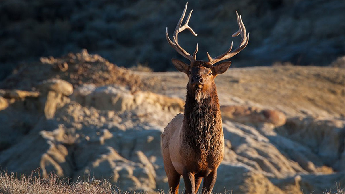 Idaho Elk Harvest Up in 2020 | Rocky Mountain Elk Foundation