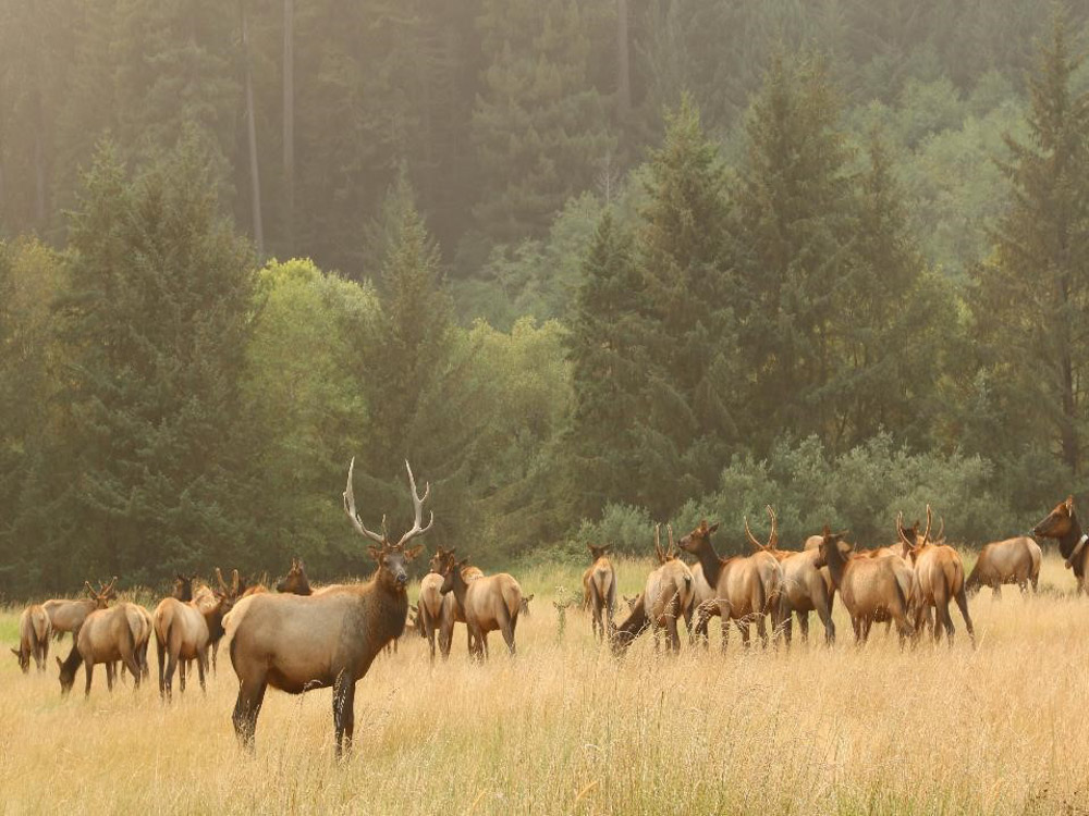 Hoof Disease Discovered in California Elk | Rocky Mountain Elk Foundation