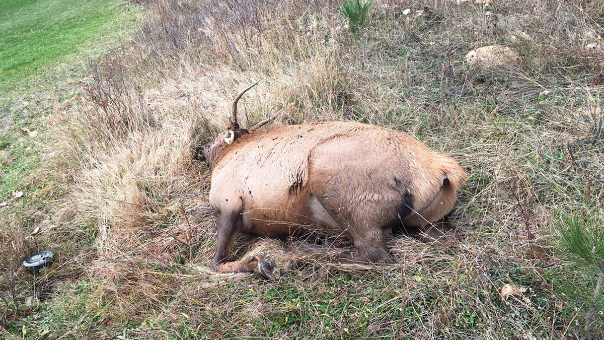 Idaho Seeks Info about Elk Poaching Case | Rocky Mountain Elk Foundation