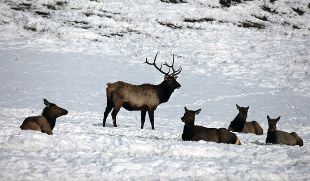 No Sleigh Rides Among Utah Elk This Winter | Rocky Mountain Elk Foundation