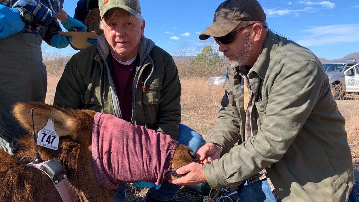 Biologists Monitoring Virginia’s Elk Herd | Rocky Mountain Elk Foundation