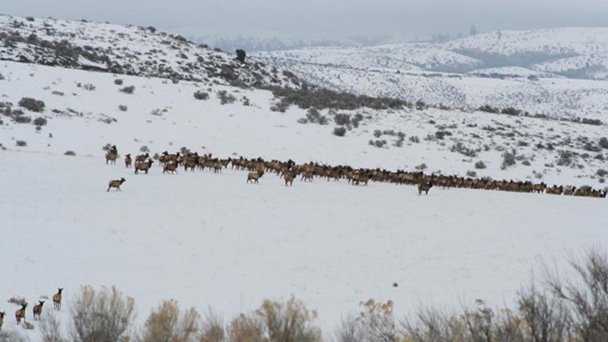 RMEF-Supported Big Game Migration Mapping Now Available | Rocky ...