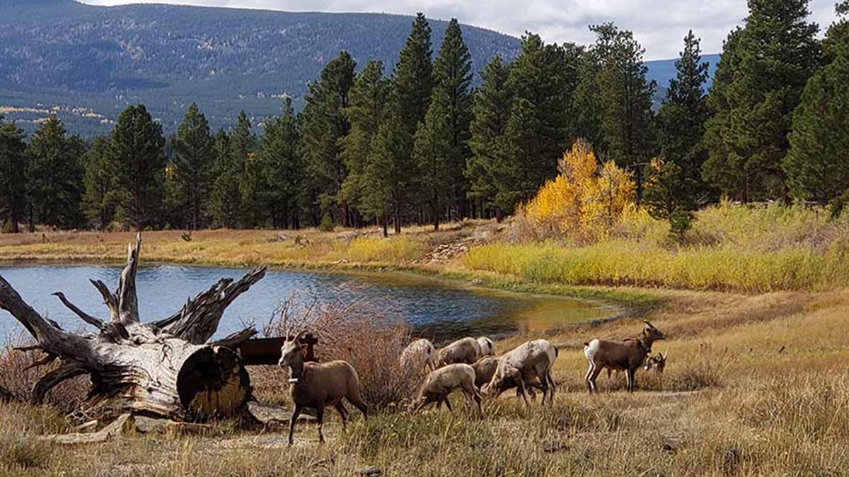 Record $4.2 Million Raised for Habitat Restoration, Other Wildlife ...