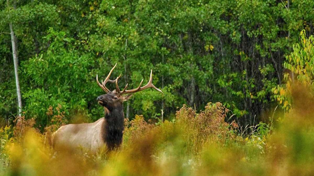RMEF to Assist with Wisconsin’s Fifth Elk Hunt | Rocky Mountain Elk ...