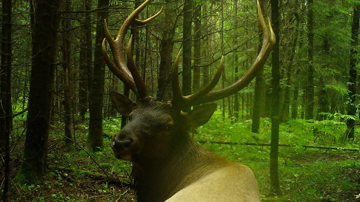 Get a Camera, Help Biologists Monitor Wisconsin Elk Herds | Rocky ...